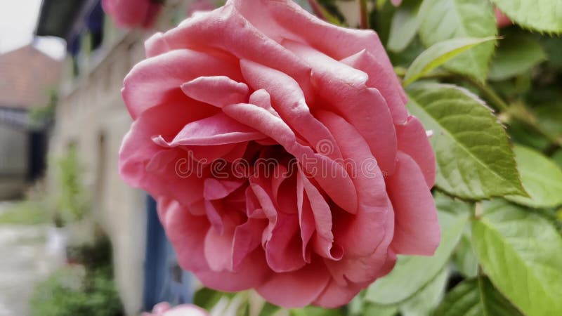 Soft Pink Rose Blooming on a Green Bush in a Garden. Stock Footage ...