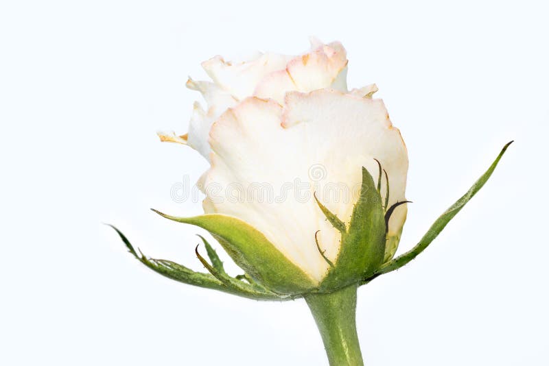 Soft-pink rose stock photo. Image of natural, plant - 170153332