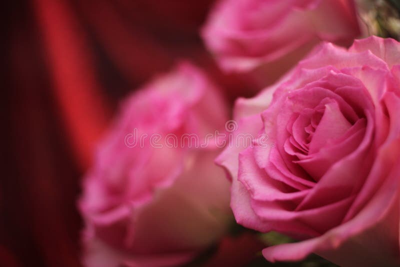 Soft Pink Rose on Red Bokeh Background Stock Image - Image of beauty ...