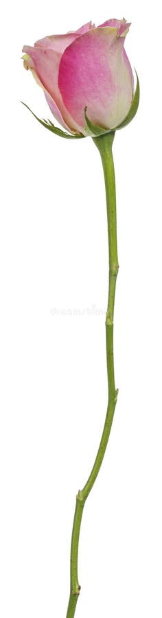 Soft Pink Rose on White Background Stock Image - Image of macro ...