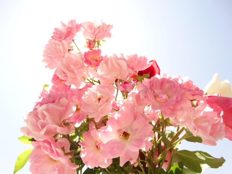 Soft Pink Roses Against the Background of the Blue Sky and Under Bright ...
