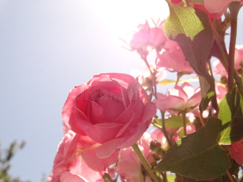 Soft Pink Roses Against the Background of the Blue Sky and Under Bright ...