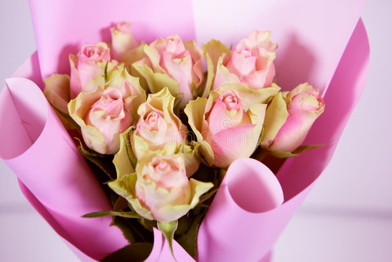 Soft Pink Roses in a Bright Package Stock Photo - Image of filter ...