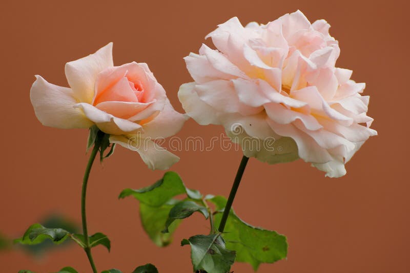 Soft pink roses stock image. Image of black, drop, environment - 43285115