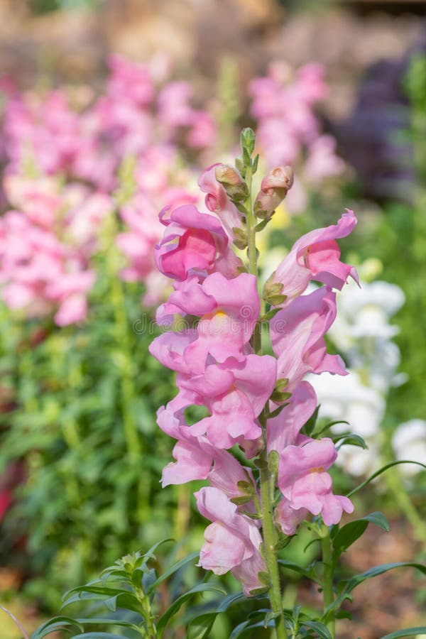 A Soft Pink Snapdragon Growing in the Spring Garden Stock Photo - Image ...