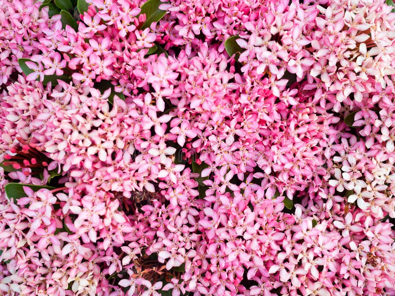 Soft Pink Spike Flower in Nature for Background Stock Photo - Image of ...
