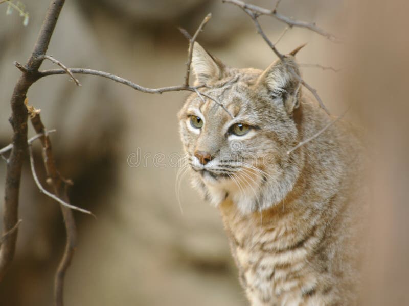 Bobcat in Sweet Clover stock photo. Image of predator - 10542102
