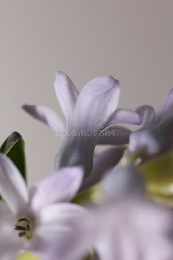 Hyacinth, Hyacinthus Orientalis, Close Up Stock Photo - Image of blue ...