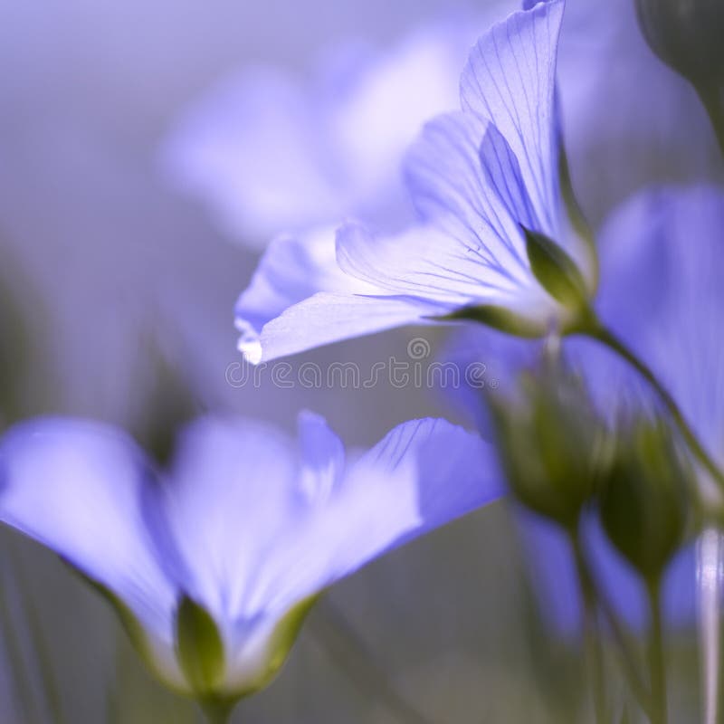 Soft Purple Flowers stock photo. Image of spring, organic - 5855268
