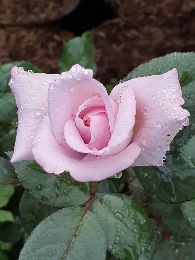 A Soft Purple Rose in the Green Plant Stock Photo - Image of rose, soft ...