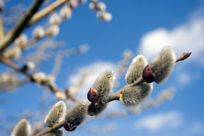 Soft Willow Buds stock photo. Image of piled, fluffy - 13589790