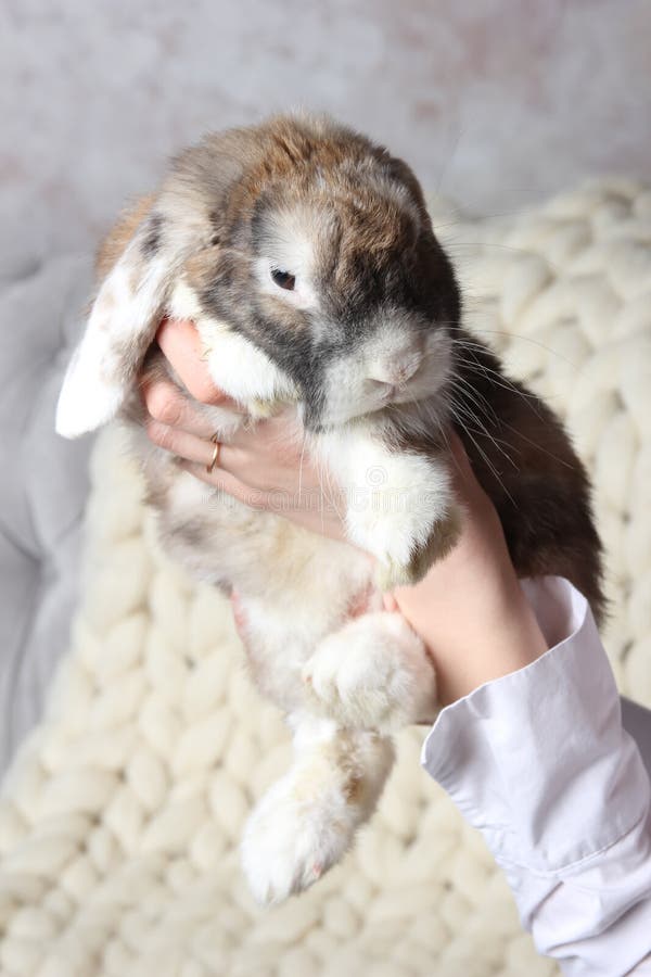 Soft rabbit on your hands stock photo. Image of male - 213028094
