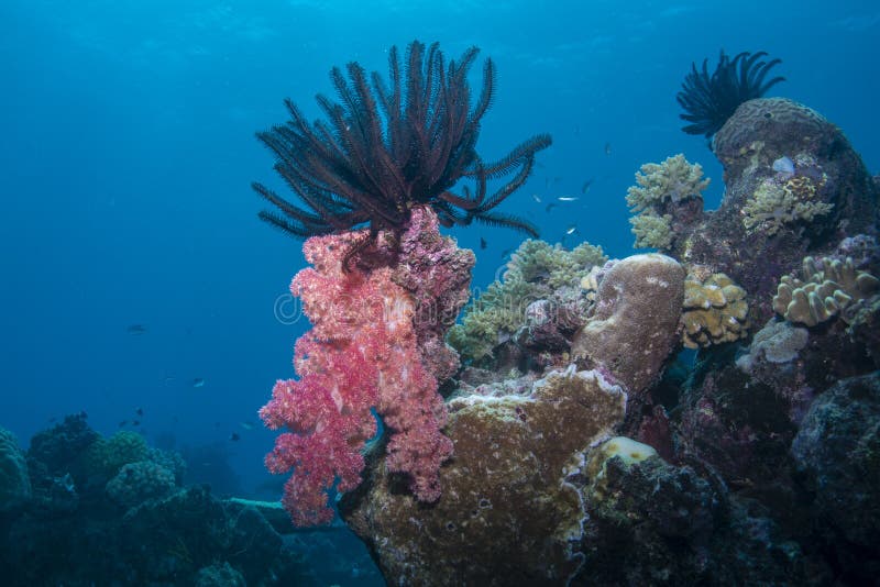 Soft Red Coral and Feather Starfish Stock Photo - Image of scenic ...