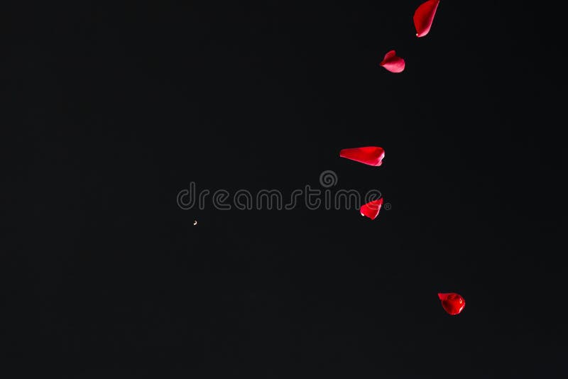 Red Rose Petals Falling in Front of Black Background Stock Image ...