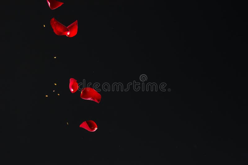 Red Rose Petals Falling in Front of Black Background Stock Photo ...