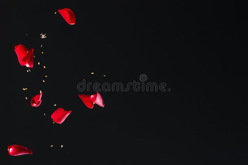 Red Rose Petals Falling in Front of Black Background Stock Image ...