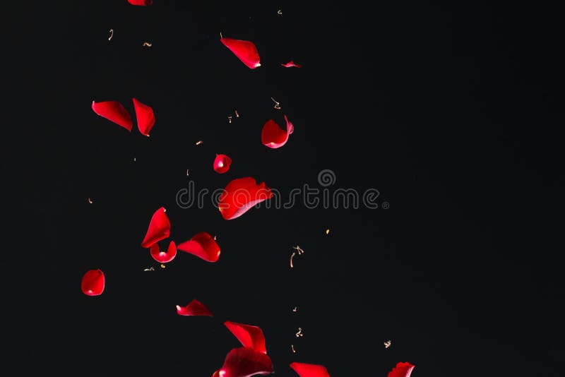 358 Rose Petals Falling Black Background Stock Photos - Free & Royalty ...