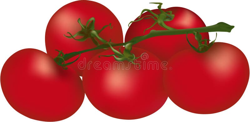 Soft red tomatoes stock illustration. Illustration of tomatoe - 15862245