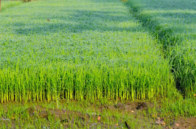 Soft rice are growing up stock image. Image of nature - 37442297