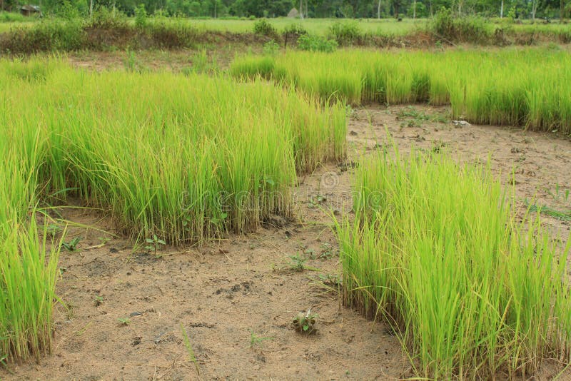 The soft rice stock photo. Image of food, season, nature - 32558232