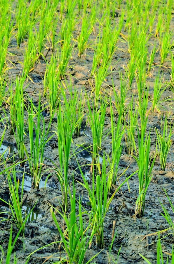 Soft rice are growing up stock photo. Image of grow, paddy - 37138940
