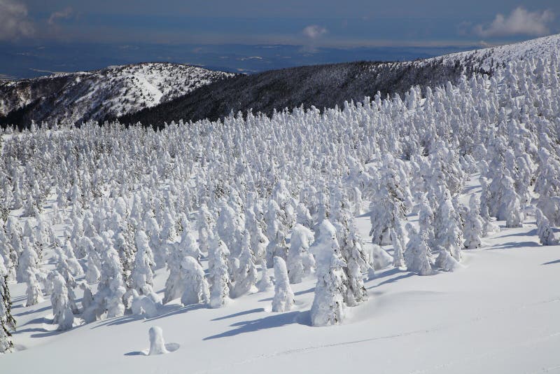 Soft rime, Mt.Zao in Japan stock photo. Image of beauty - 23766452