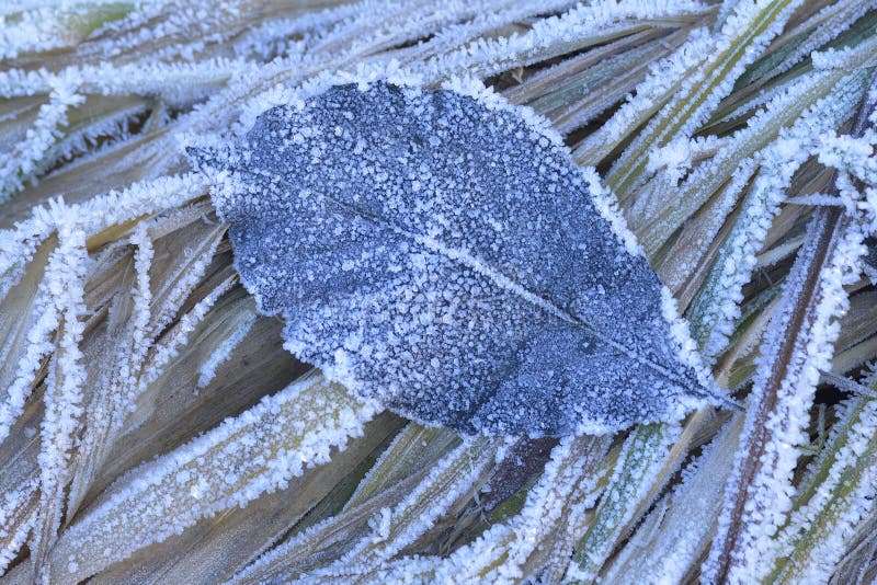 Soft rime reed stock image. Image of winter, white, reed - 99235739