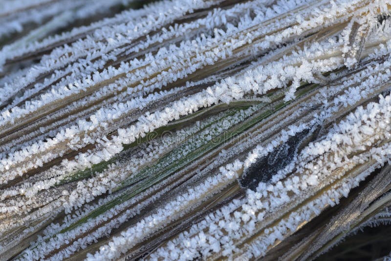 Soft rime reed stock photo. Image of reed, hoarfrost - 99235904