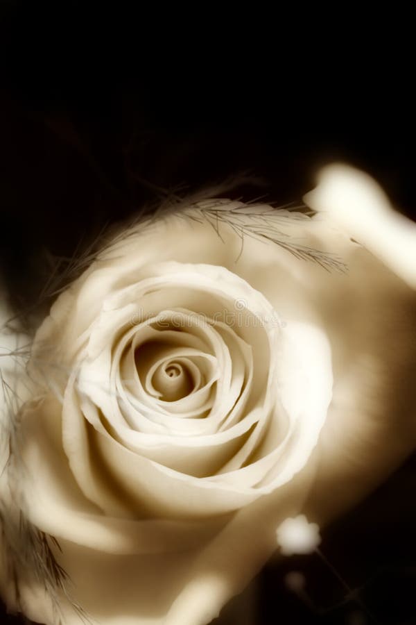 Soft rose stock photo. Image of softness, celebration, romantic - 488172