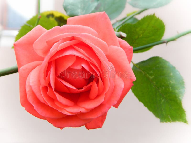 Soft Rose stock image. Image of decorative, plant, floral - 81481515