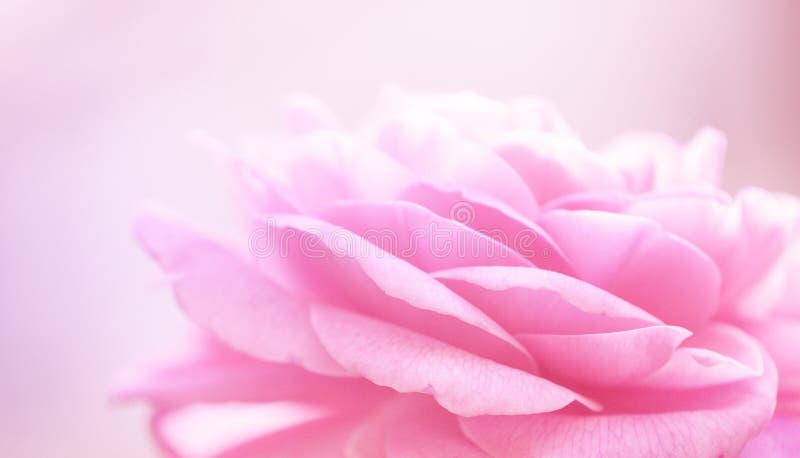 Soft rose stock photo. Image of light, pure, elegant - 56057480