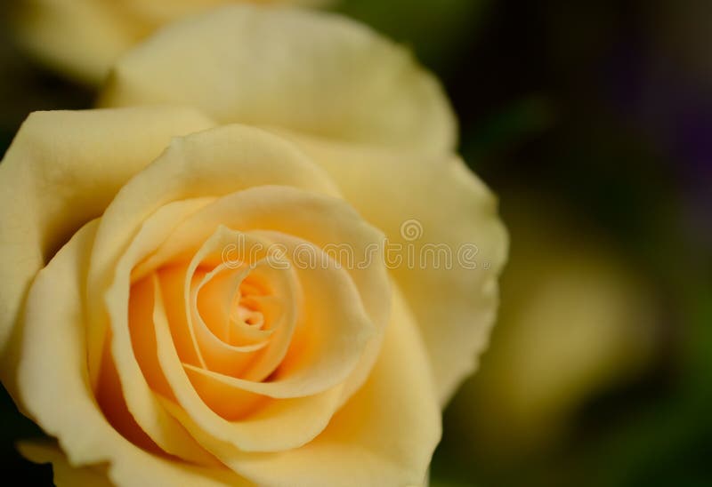 Soft rose stock photo. Image of yellow, rose, flowers - 32024554