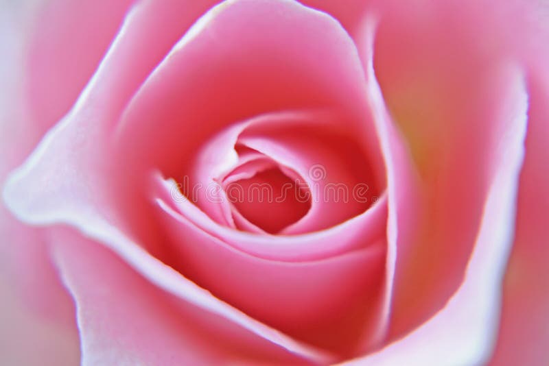 Soft rose blur stock image. Image of soft, fashion, close - 1087311