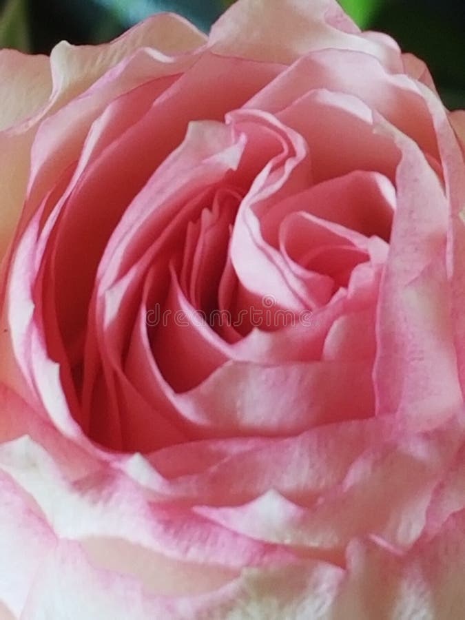 Rose dreams. stock photo. Image of latina, resting, lying - 31083124