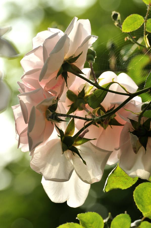 Soft Roses stock image. Image of back, green, pink, flower - 17790861