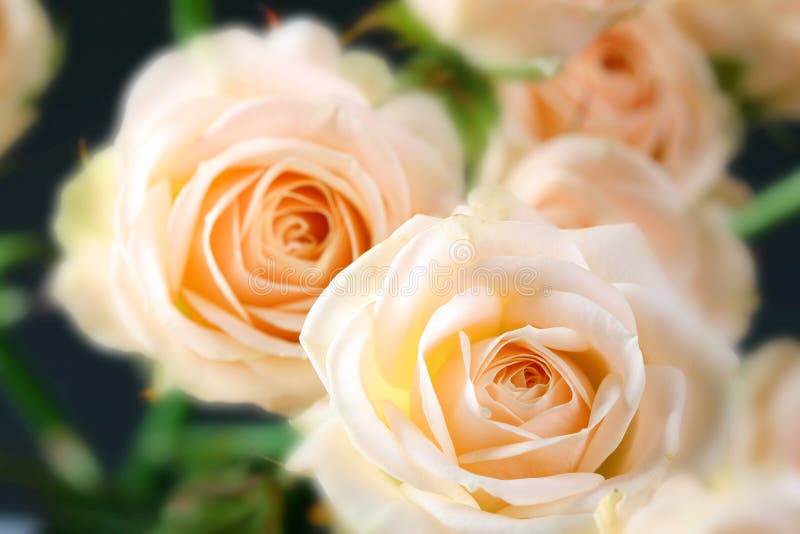Soft roses stock photo. Image of florist, nature, macro - 3759812