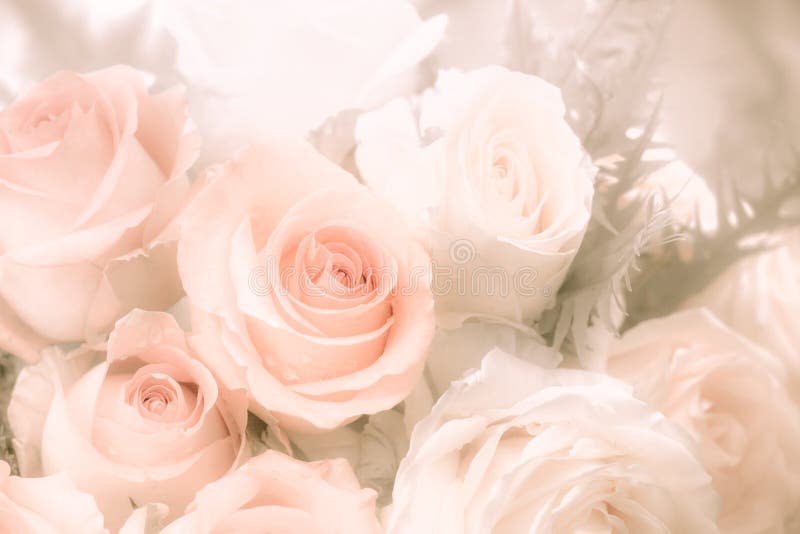 Soft Roses Flower Background with Copy Space for Text Idea for ...
