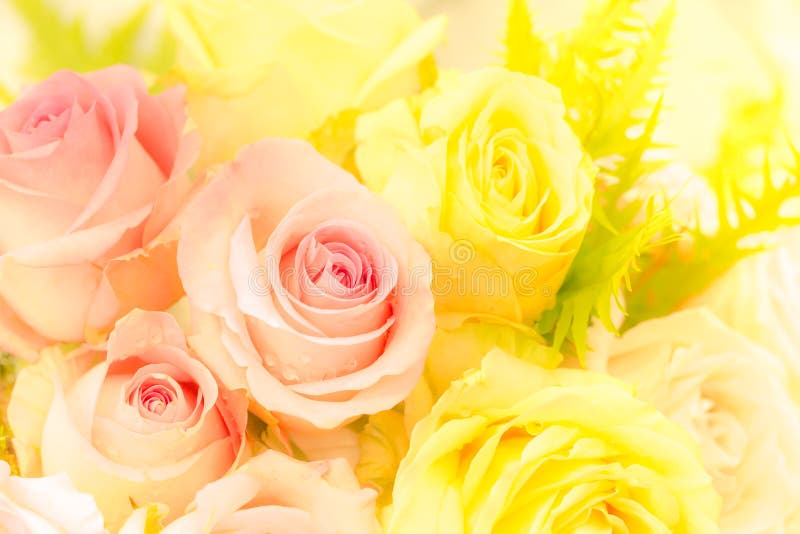 Soft Roses Flower Background with Copy Space for Text Idea for ...