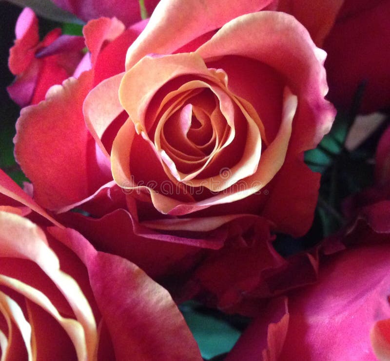 Soft Roses stock photo. Image of flowers, roses, soft - 86200944