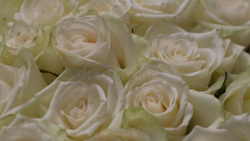 Soft Roses, Pristine Blooms are Romantic Gift in Natural Light. Stock ...