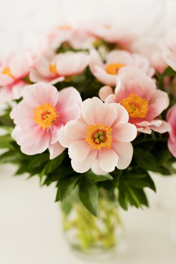 Soft Salmon Saucer peonies stock image. Image of birthday - 367729551