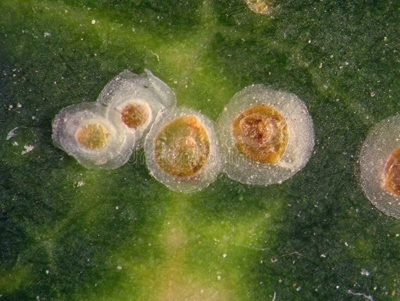 Soft Scale Insects, Oleander Scale Stock Photo - Image of coccidae ...