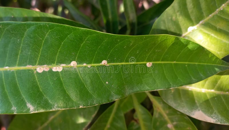 283 Mango Scale Stock Photos - Free & Royalty-Free Stock Photos from ...