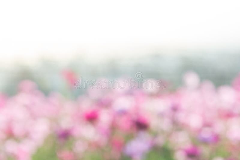 Soft, Selective Focus of Cosmos, Blurry Flower for Background Stock ...