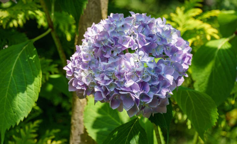 Soft Selective Macro Focus of Multicolored Pink Flowers Hydrangea Macrophylla Against Evergreen ...