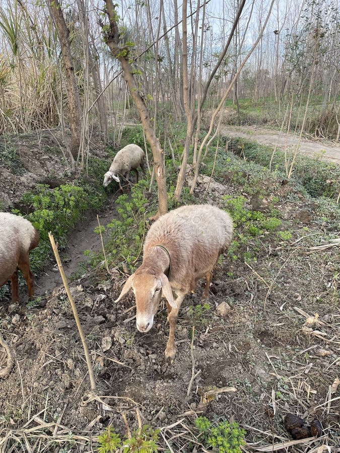 Soft, Serene, and Simply Sheep-tacular Stock Photo - Image of droll ...