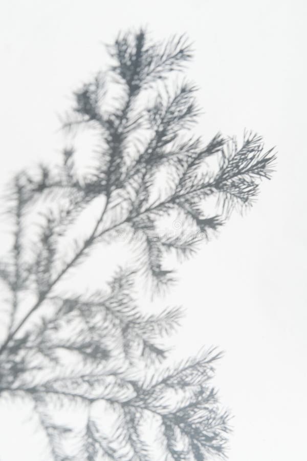 Soft Shadow of Fir Tree Branch on White Background Stock Image - Image ...