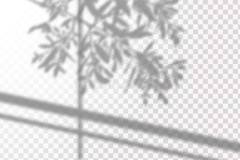 Soft Shadow Form Window and Plants, Light Overlay Effect. Scenes of ...