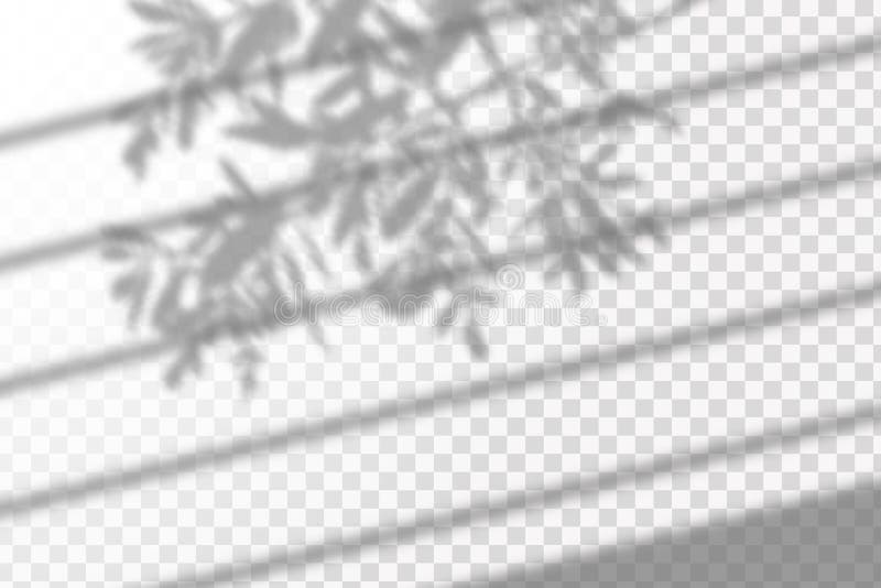 Soft Shadow Form Window and Plants, Light Overlay Effect. Scenes of ...