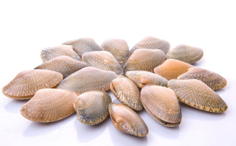 Clams on Beach Sand X stock image. Image of golden, colorful - 40302703